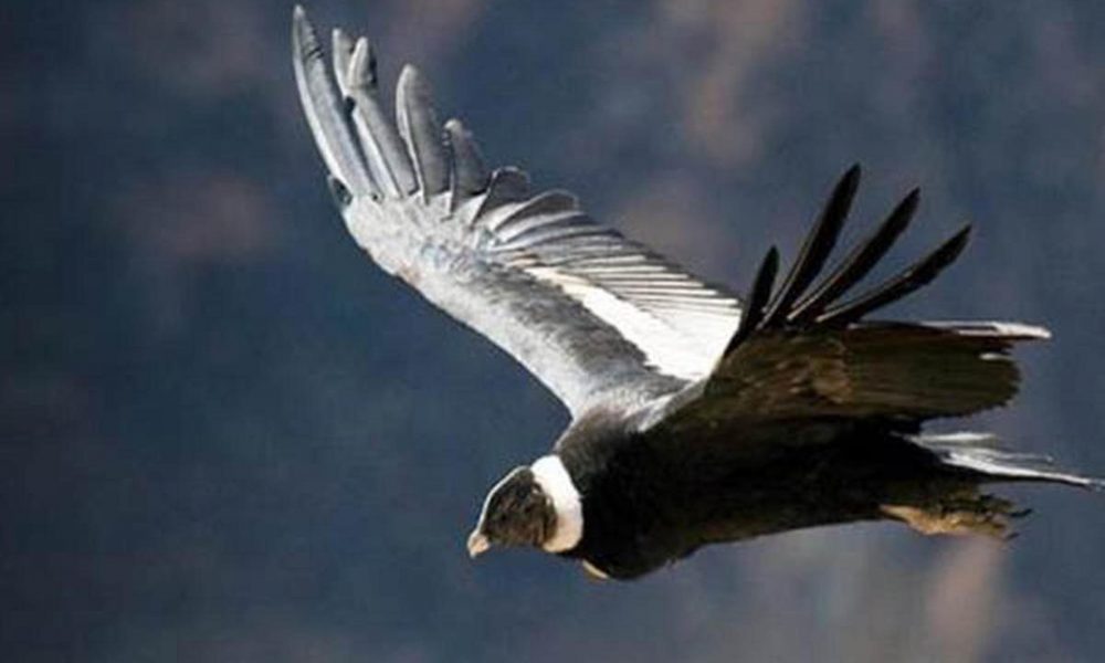 Crece preocupación por riesgo de extinción del cóndor andino en Ecuador