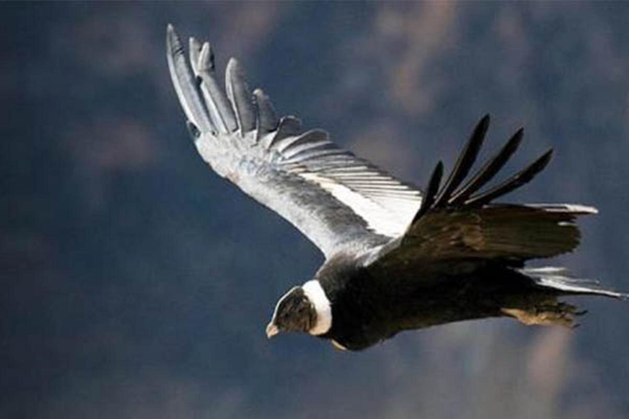 Crece preocupación por riesgo de extinción del cóndor andino en Ecuador