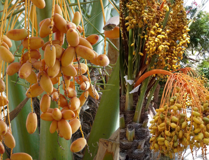El «Dátil» es el fruto de las palmeras Phoenix en la Huacachina – LA LUPA