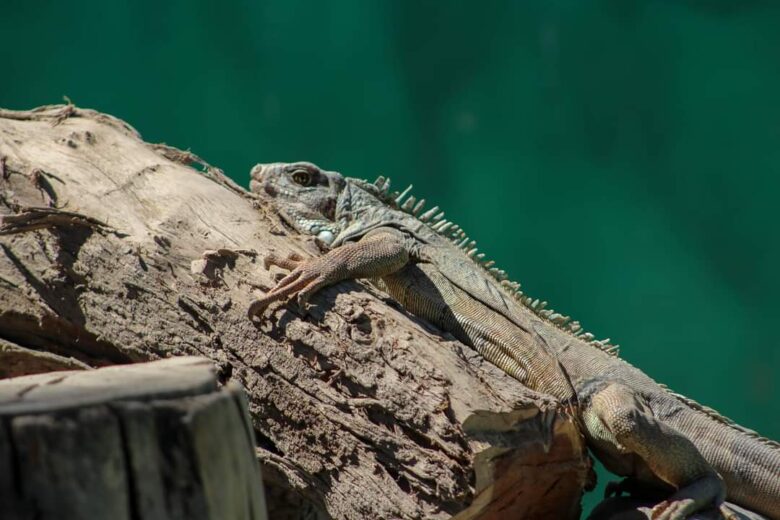 Reaperturan el zoológico municipal de Ica, mira los horarios